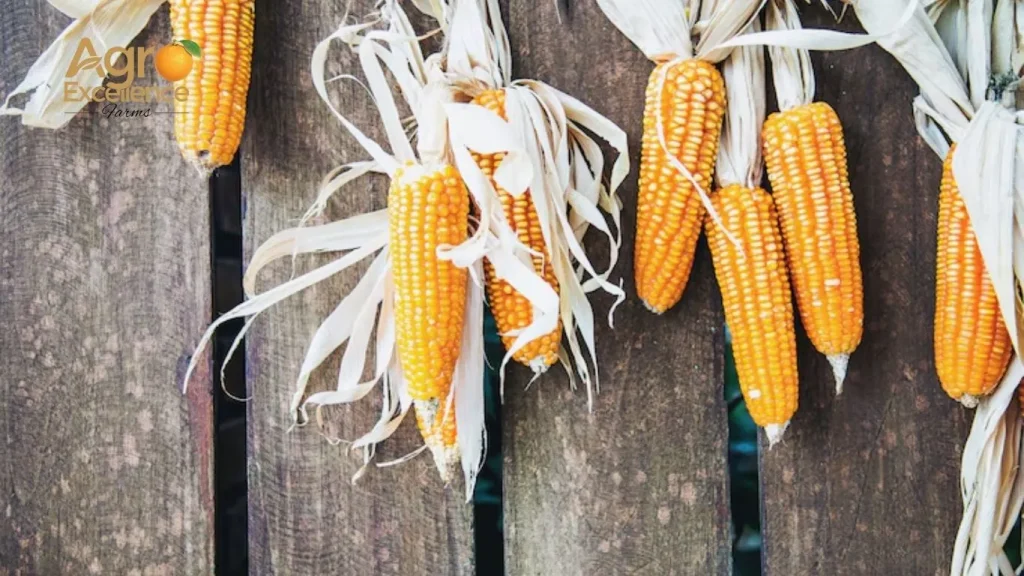 Top 10 Profitable Crops to Grow in Pakistan – 2025 Guide